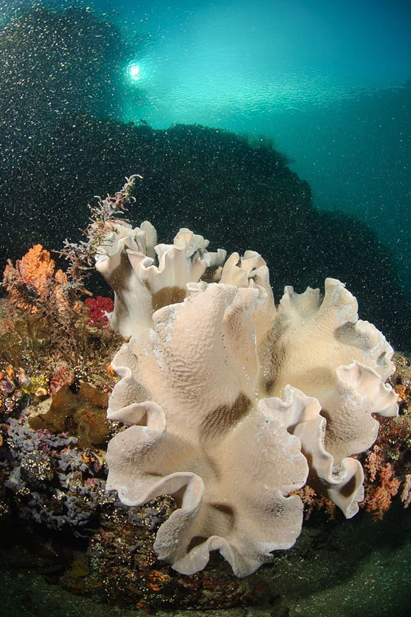 Backscatter Xterminator—Eliminate Backscatter In A Single Click ...