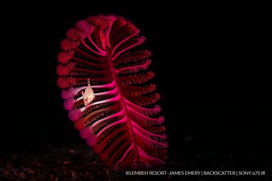 Olympus TG-6 and Backscatter Macro Wide 4300 Video Light Demo Reel—How ...