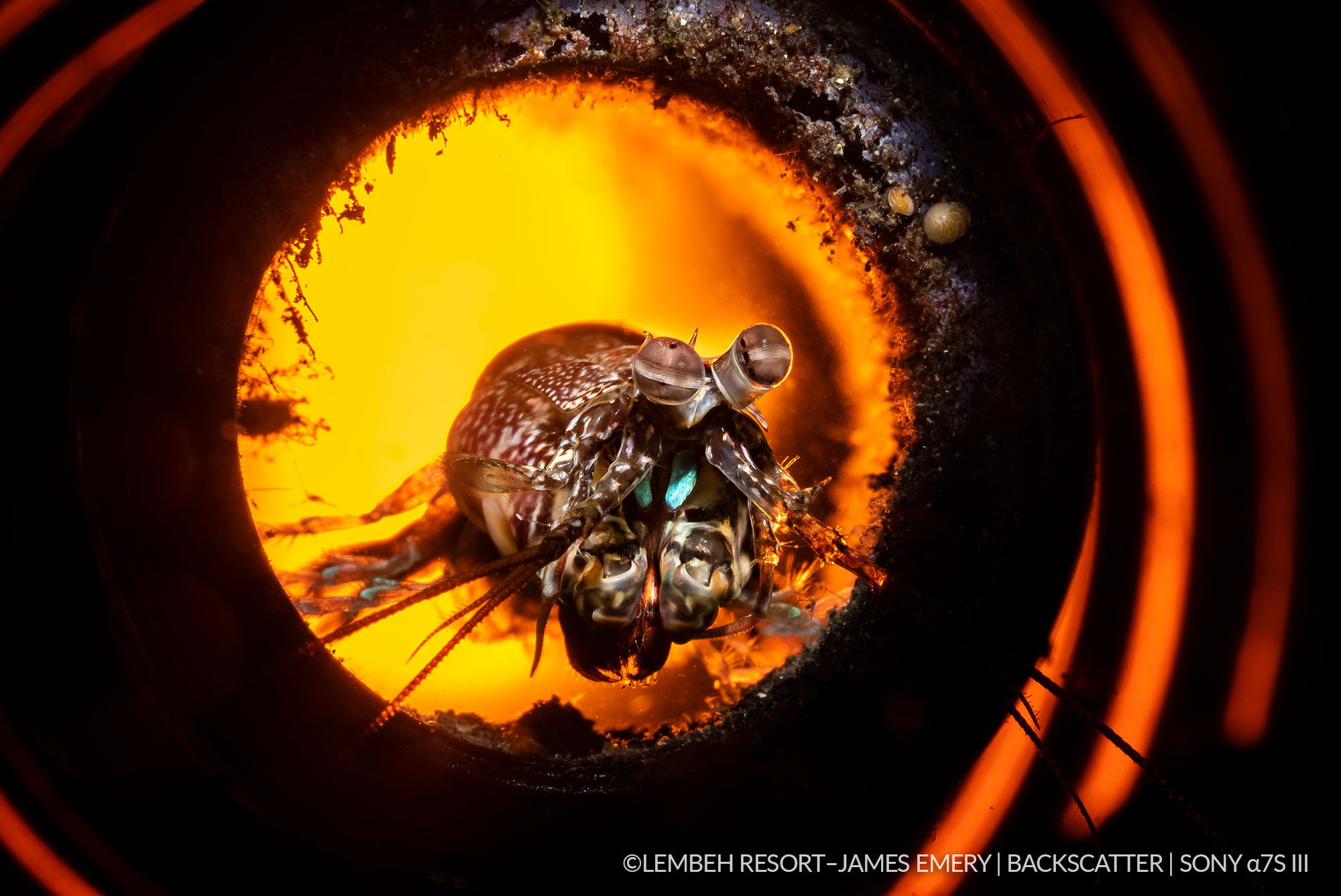 Underwater Photography - Backscatter
