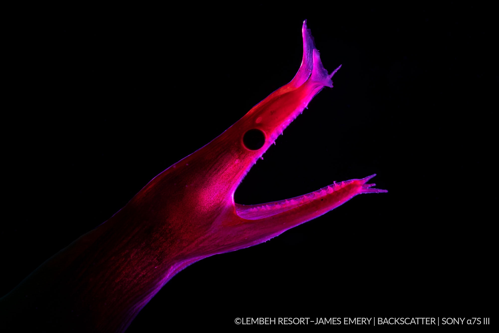 Underwater Photography - Backscatter