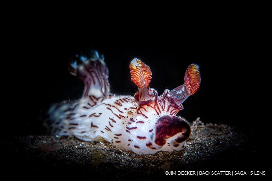 The Best Underwater Lenses for Compact Cameras 2025 - Underwater ...