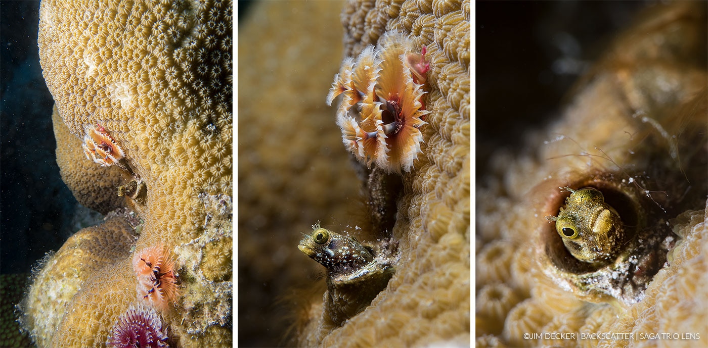 Underwater Photography - Backscatter