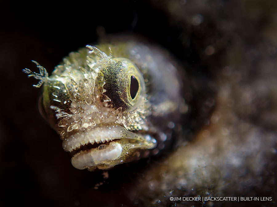 The Best Underwater Lenses for Compact Cameras 2025 - Underwater ...