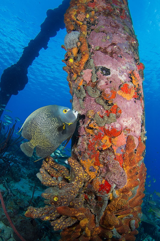 Canon 6D Underwater Camera Review - Underwater Photography - Backscatter