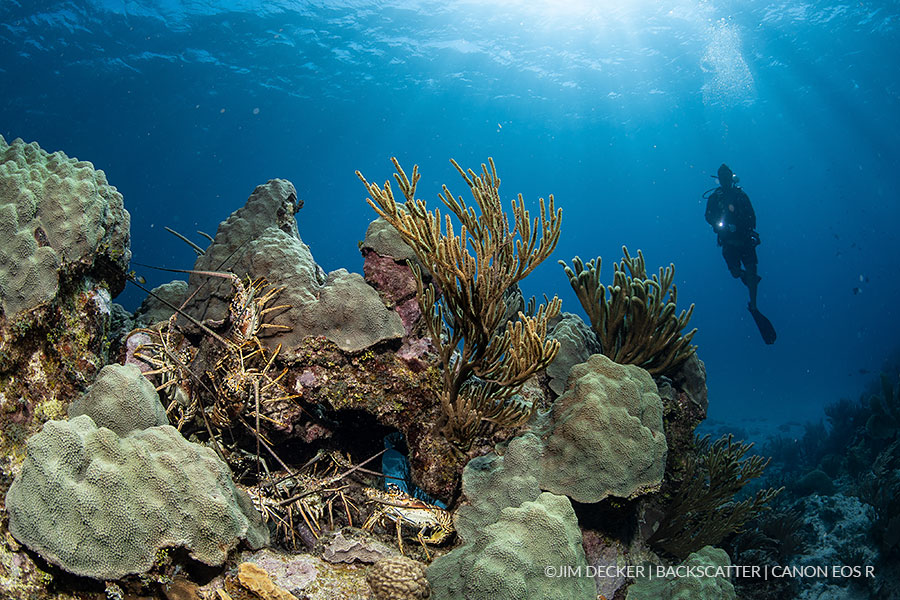 Canon EOS R Underwater Camera Review - Underwater Photography - Backscatter