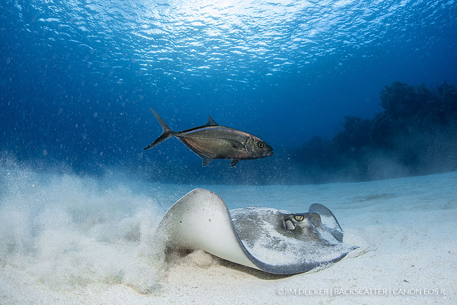 Underwater Photography - Backscatter