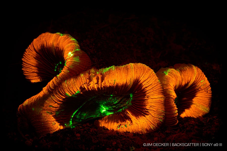 Underwater Photography - Backscatter