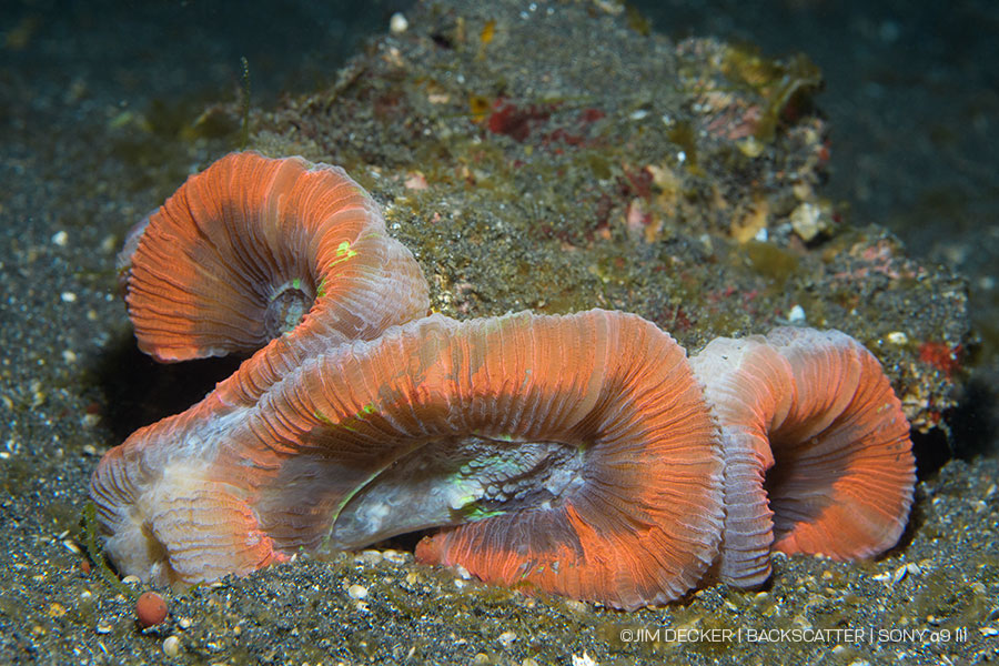 Underwater Photography - Backscatter