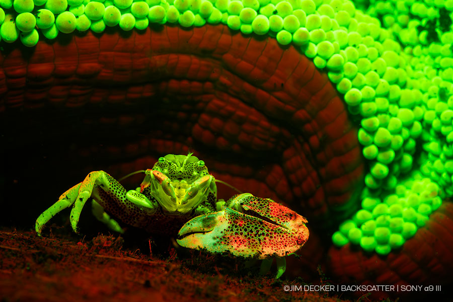 The Backscatter Underwater Fluorescence Strobe & Lighting System ...