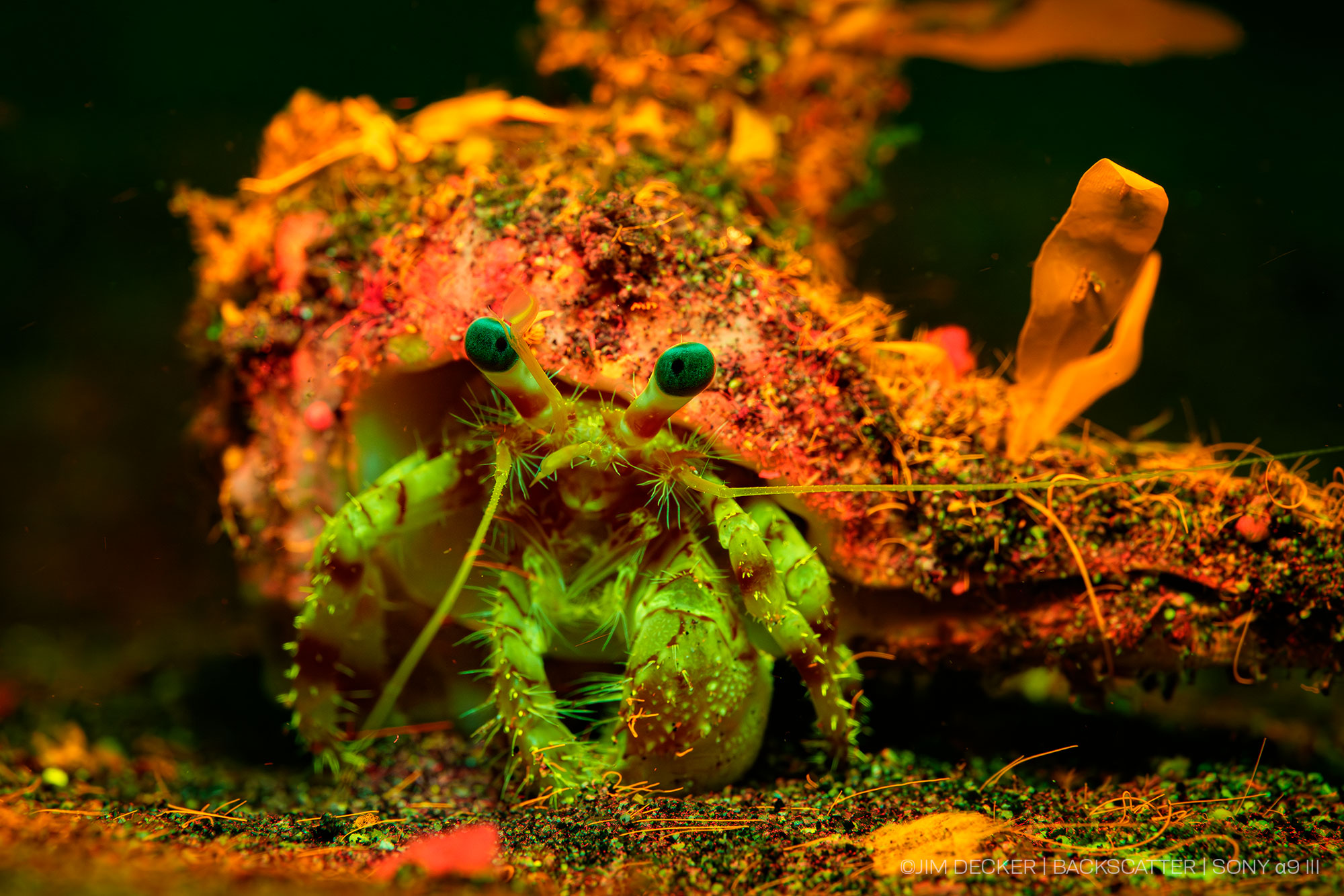 Underwater Photography - Backscatter