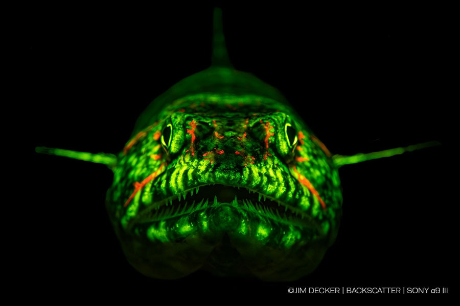 The Backscatter Underwater Fluorescence Strobe & Lighting System ...