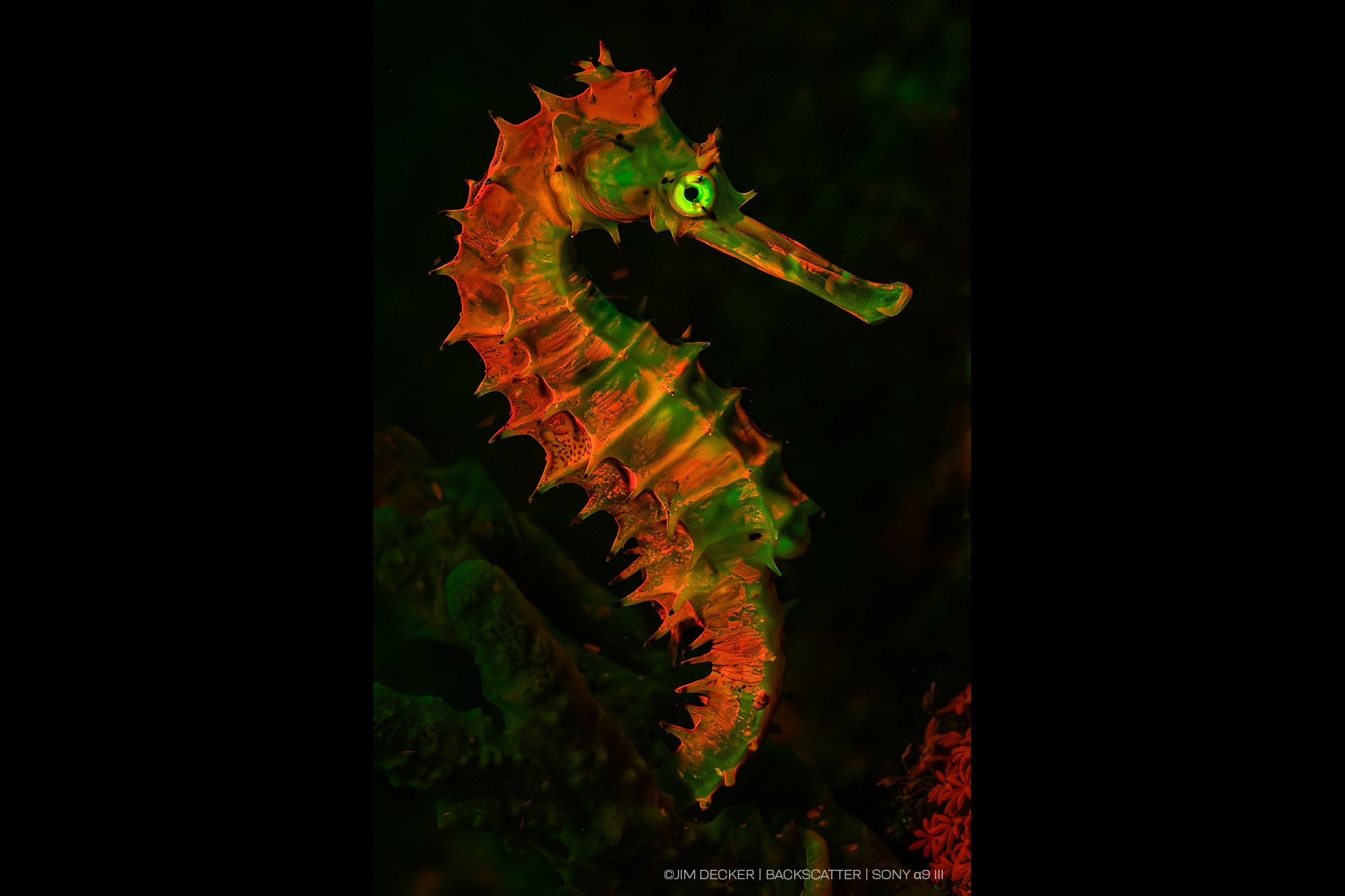 Underwater Photography - Backscatter