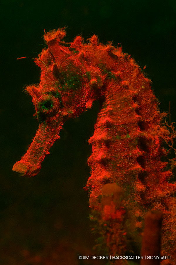 The Backscatter Underwater Fluorescence Strobe & Lighting System ...