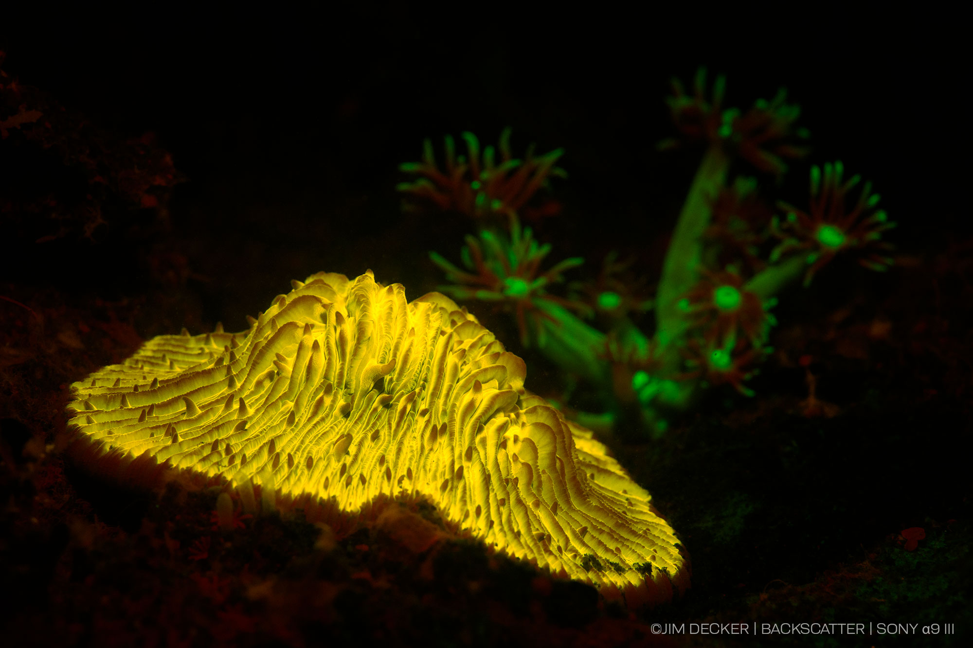 The Backscatter Underwater Fluorescence Strobe & Lighting System ...