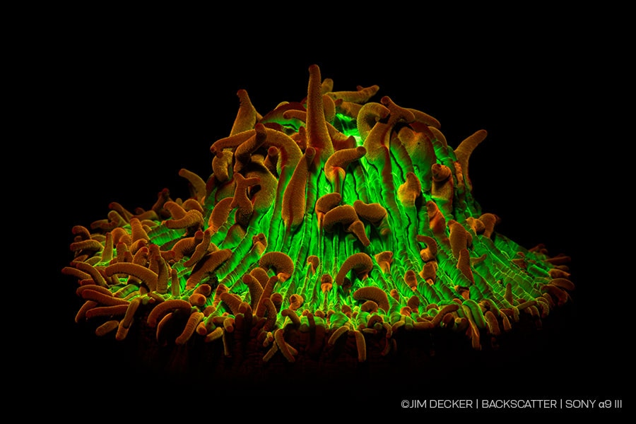 Underwater Photography - Backscatter