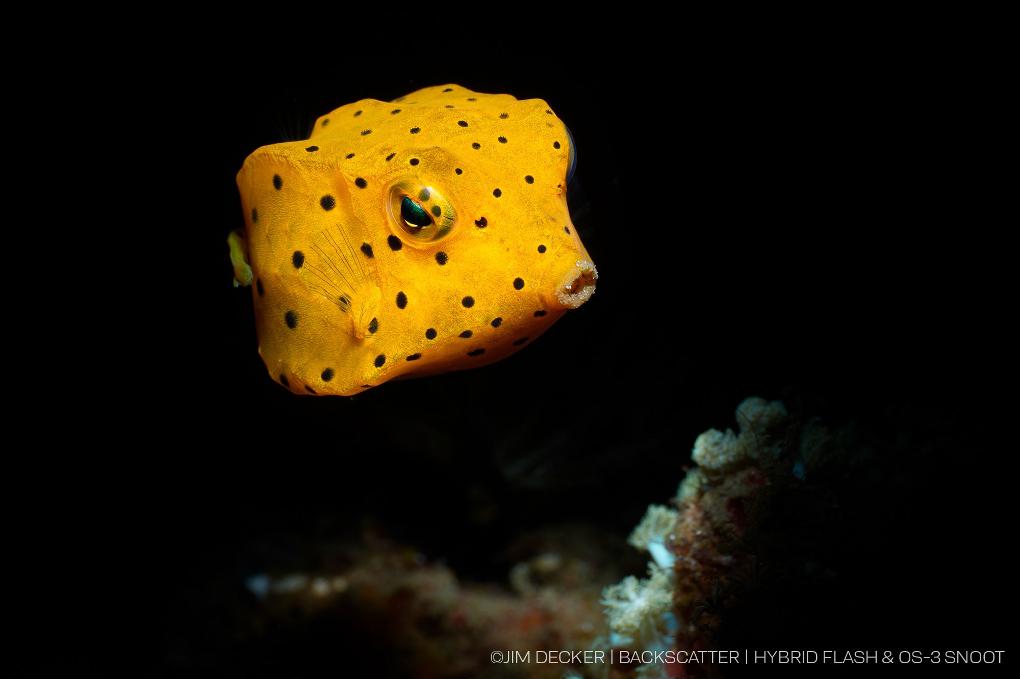 Underwater Photography - Backscatter