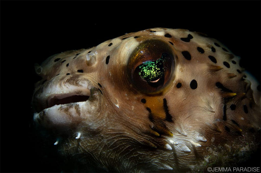 Underwater Photography - Backscatter