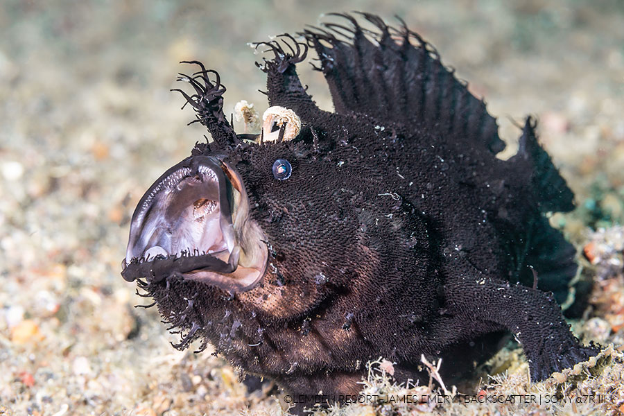 Frog Fish