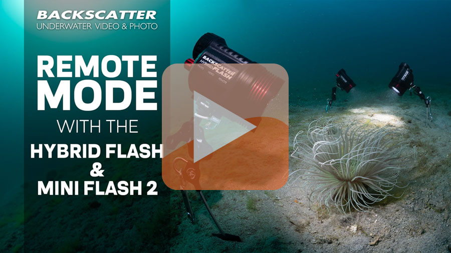 Best Underwater Compact Strobe - Backscatter Mini Flash 2 - Underwater ...
