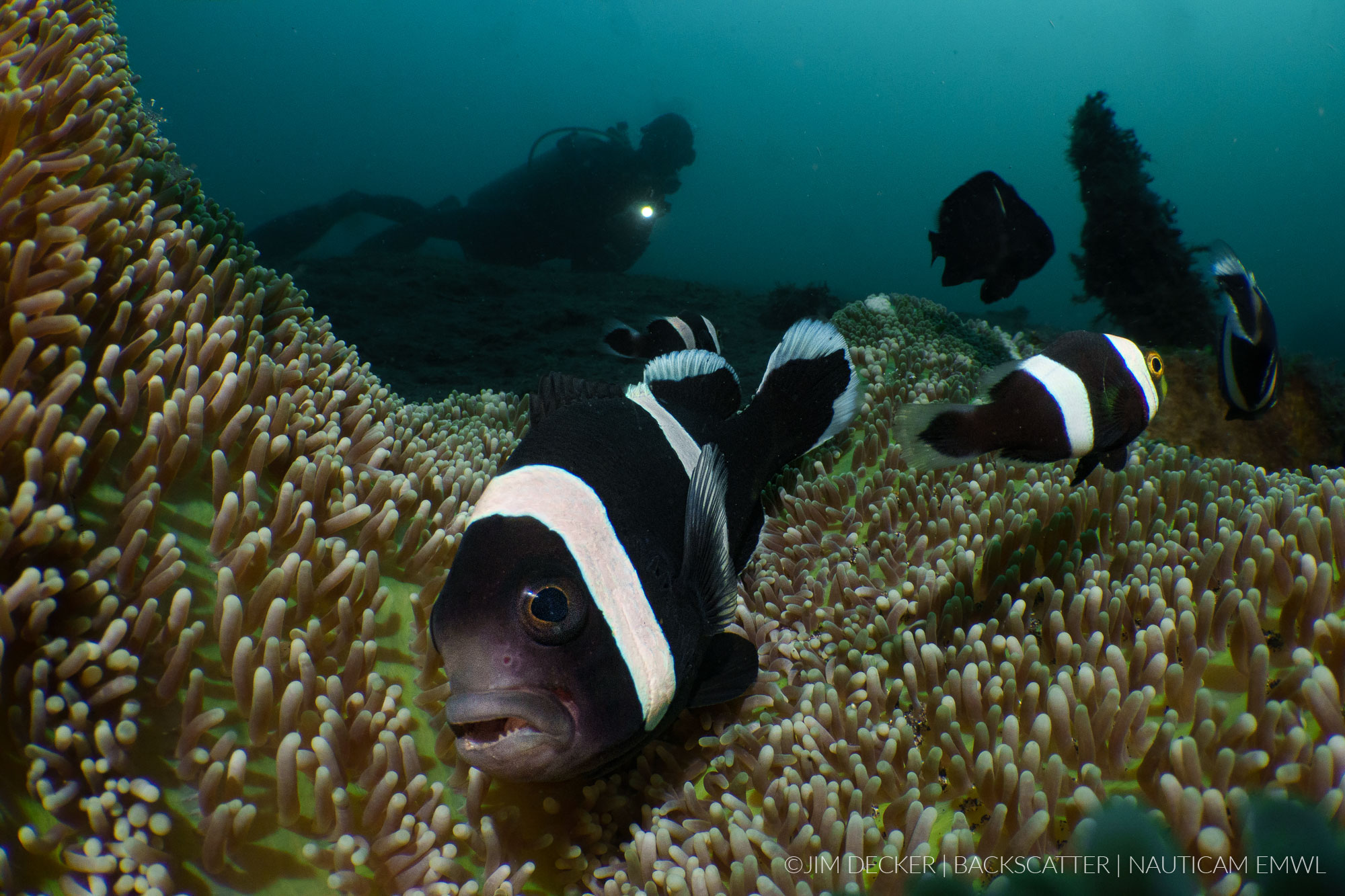 Nauticam EMWL Underwater Lens Review - Underwater Photography - Backscatter