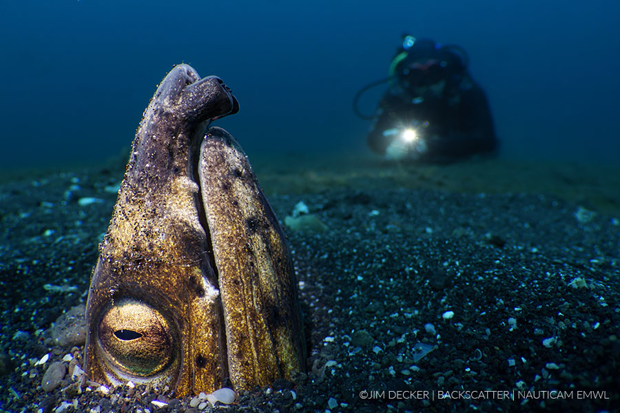 Nauticam EMWL Underwater Lens Review - Underwater Photography - Backscatter