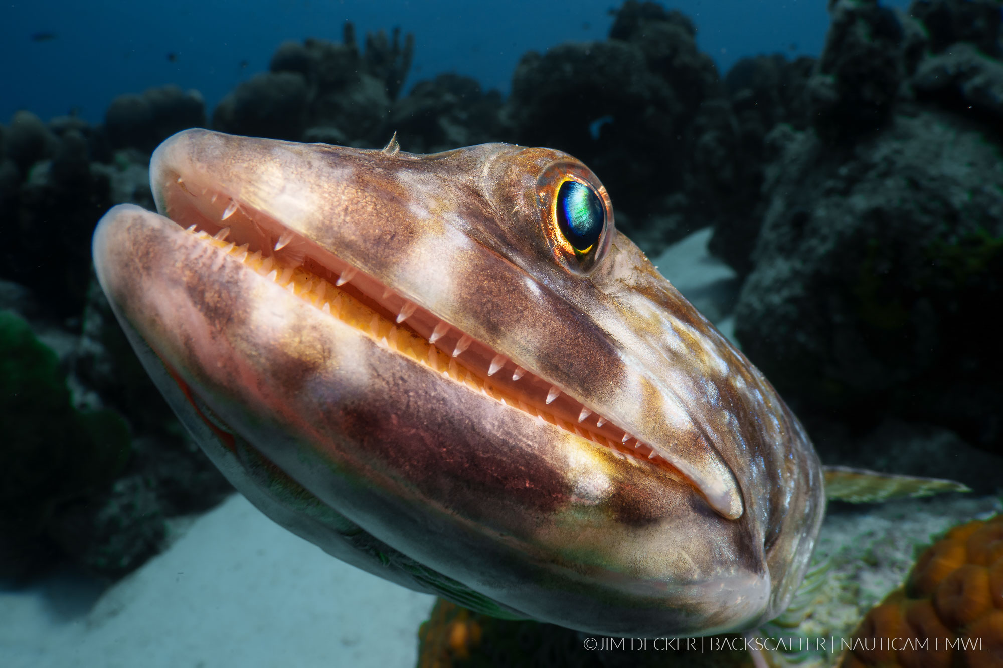 Nauticam EMWL Underwater Lens Review - Underwater Photography - Backscatter