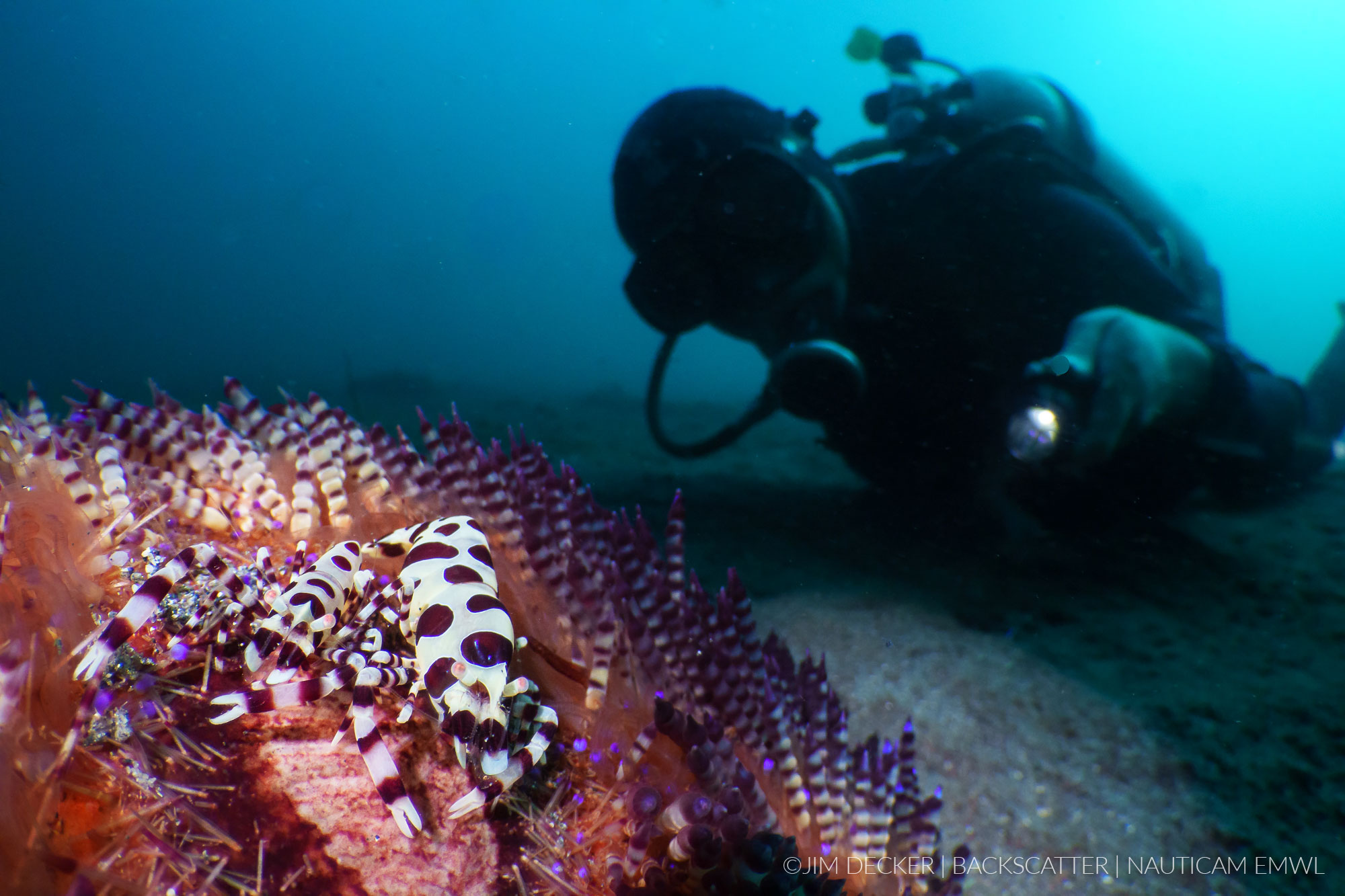 Nauticam EMWL Underwater Lens Review - Underwater Photography - Backscatter