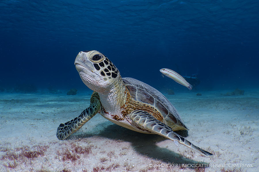 Nauticam EMWL Underwater Lens Review - Underwater Photography - Backscatter