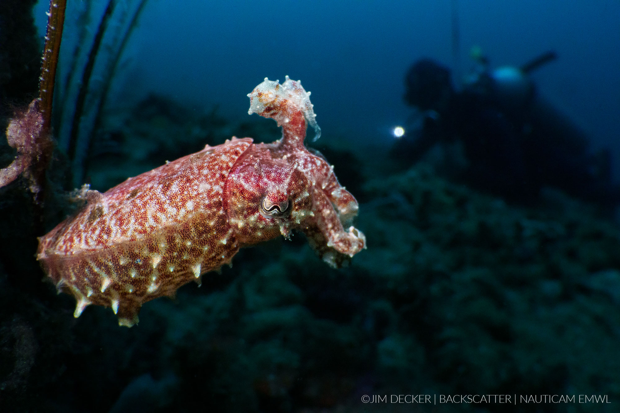Nauticam EMWL Underwater Lens Review - Underwater Photography - Backscatter