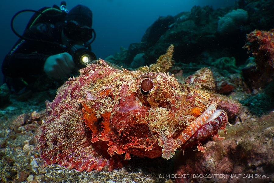 Nauticam EMWL Underwater Lens Review - Underwater Photography - Backscatter