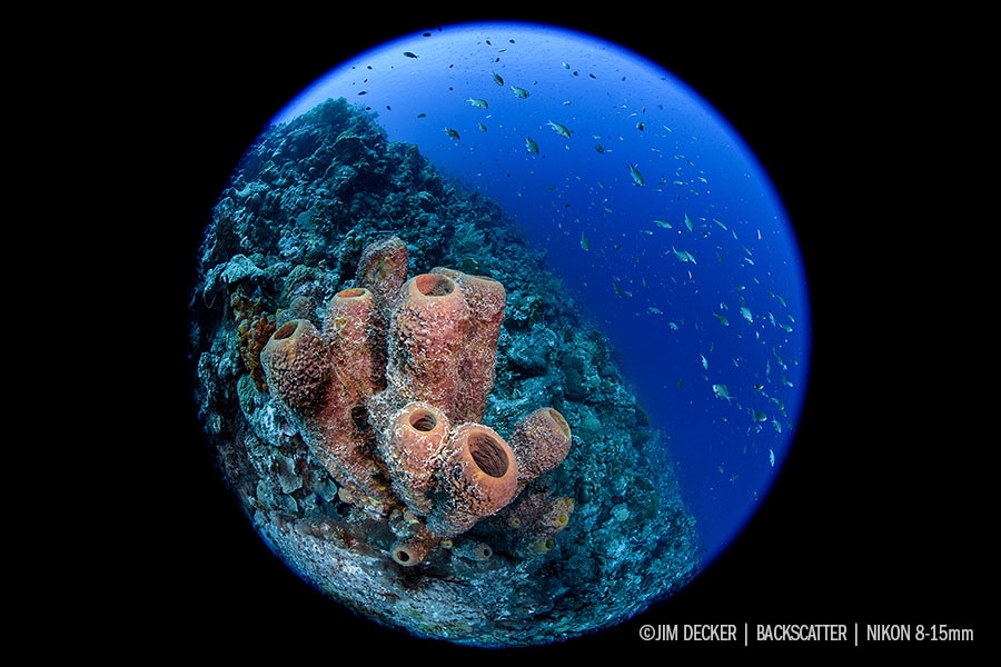Nikon 8-15mm Circular Fisheye Lens Underwater Photography Nikon 8-15mm Circular Fisheye Lens Underwater Photography