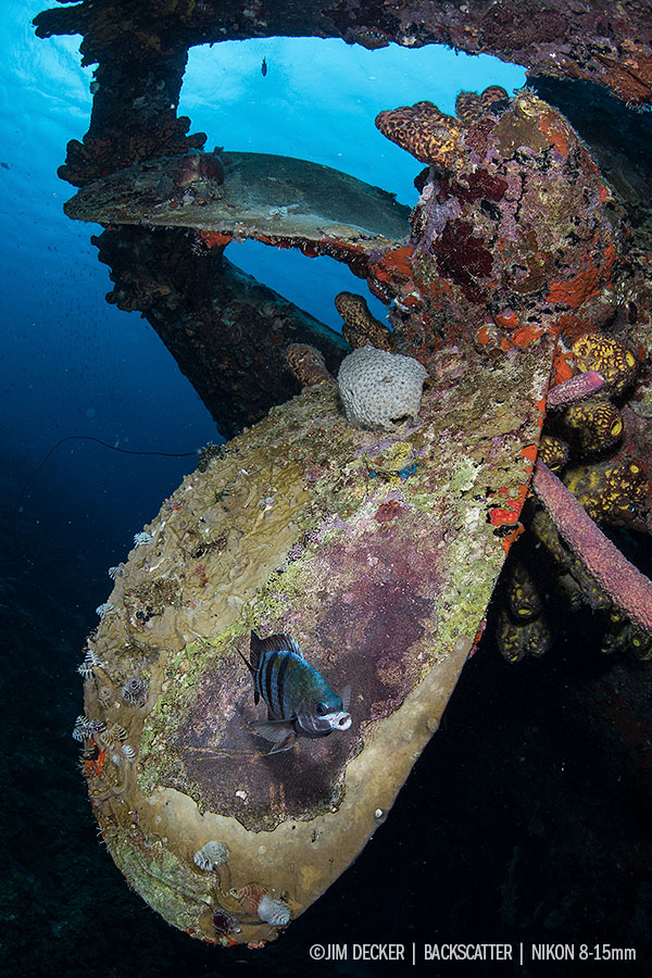Underwater Photography - Backscatter