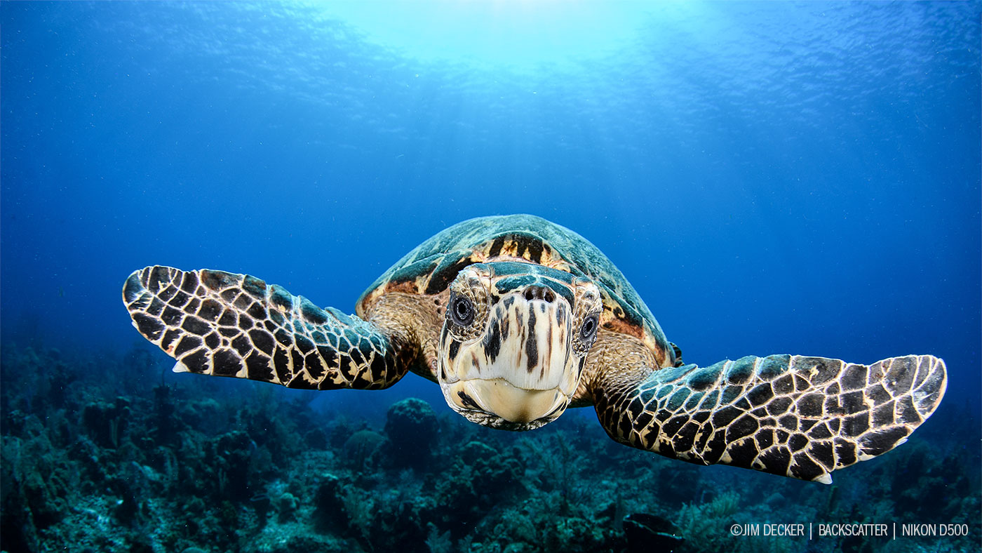 Nikon D500 Underwater Camera Review - Underwater Photography - Backscatter