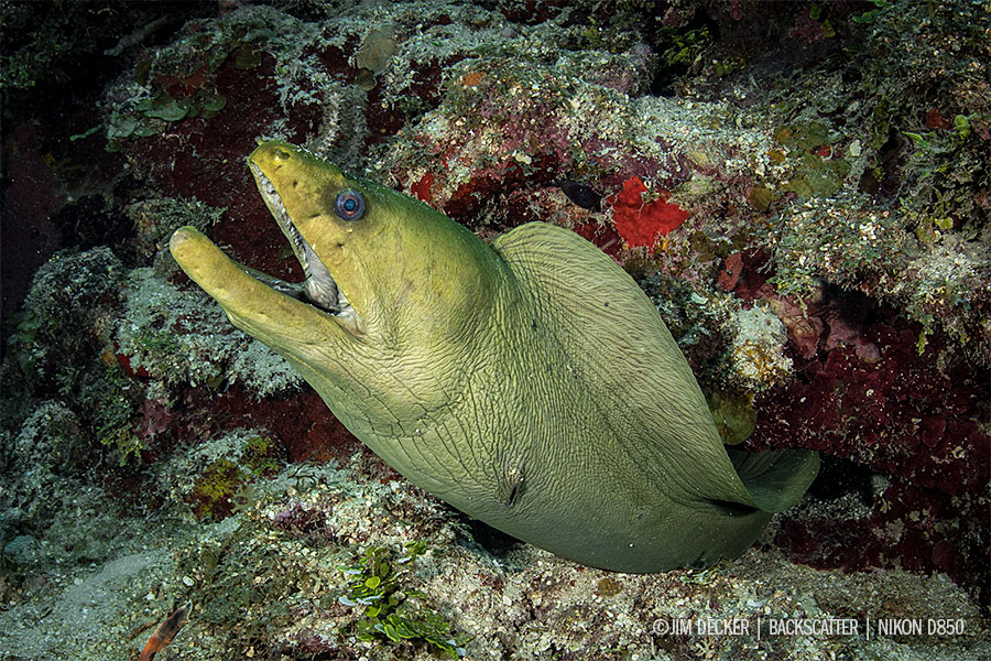 Underwater Photography - Backscatter