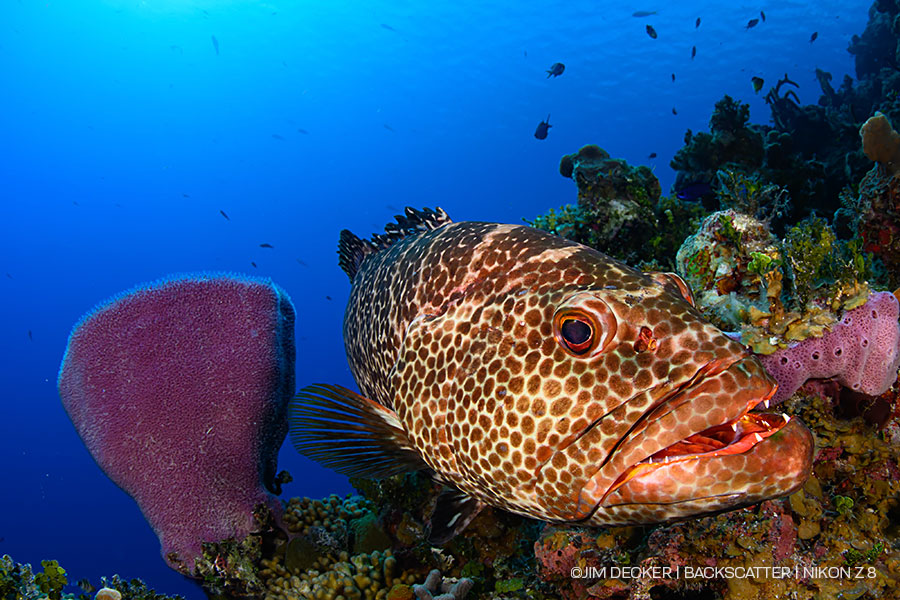 Underwater Photography - Backscatter