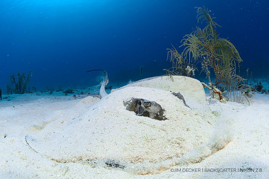 Underwater Photography - Backscatter