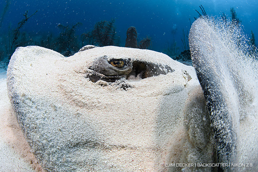 Underwater Photography - Backscatter