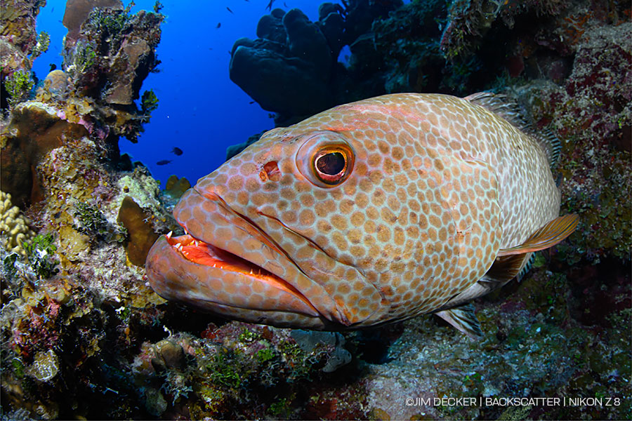Underwater Photography - Backscatter