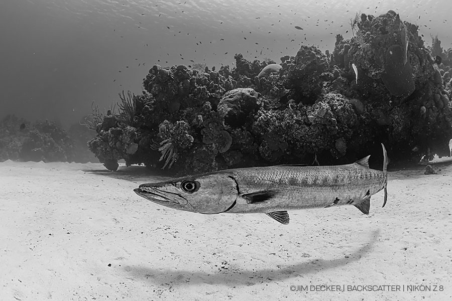 Underwater Photography - Backscatter