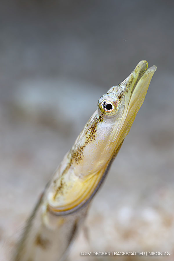 Underwater Photography - Backscatter