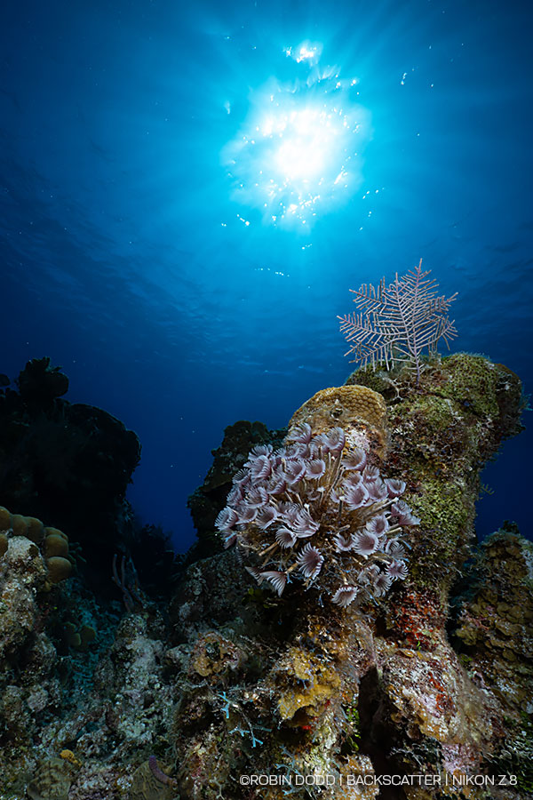 Underwater Photography - Backscatter