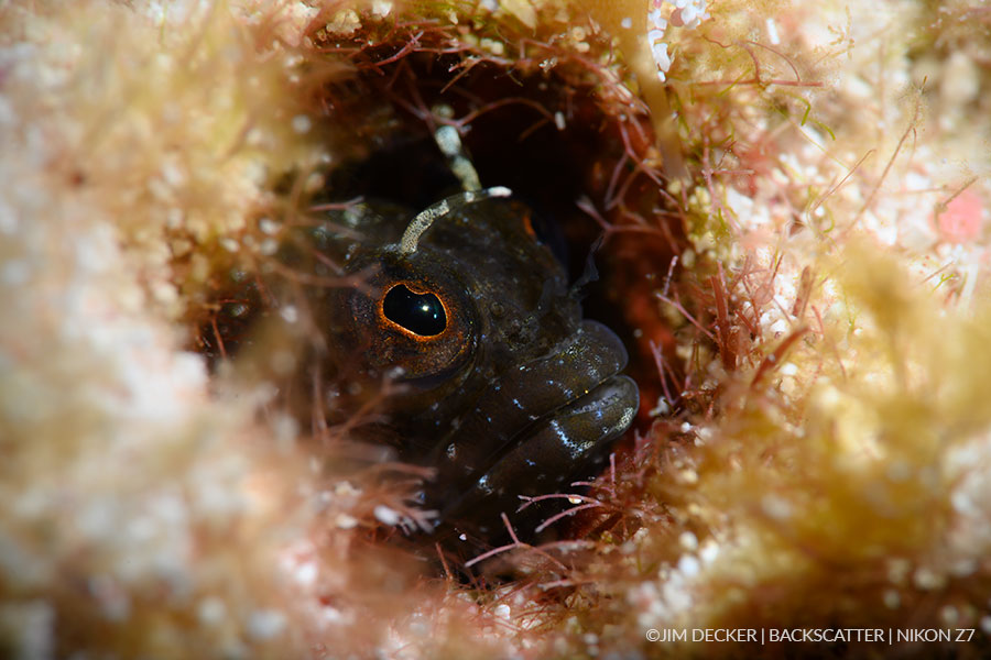 Underwater Photography - Backscatter