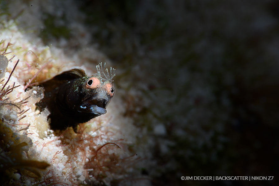 Underwater Photography - Backscatter