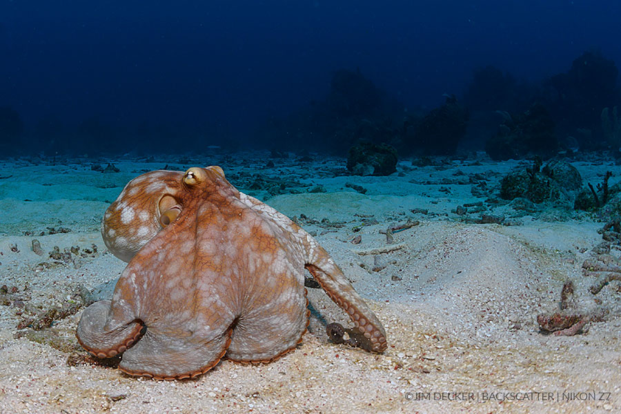 Underwater Photography - Backscatter