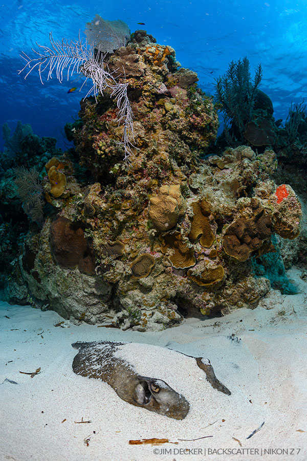 Underwater Photography - Backscatter