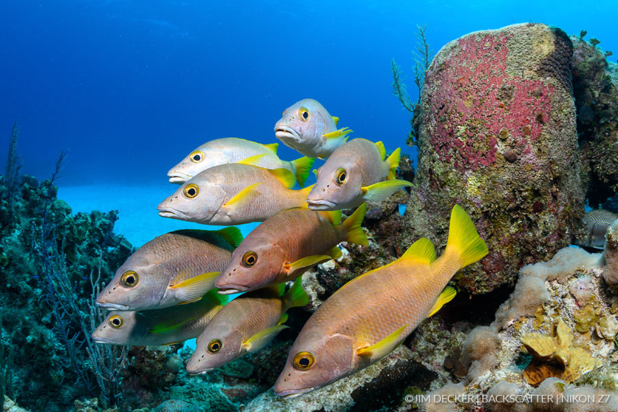 Underwater Photography - Backscatter