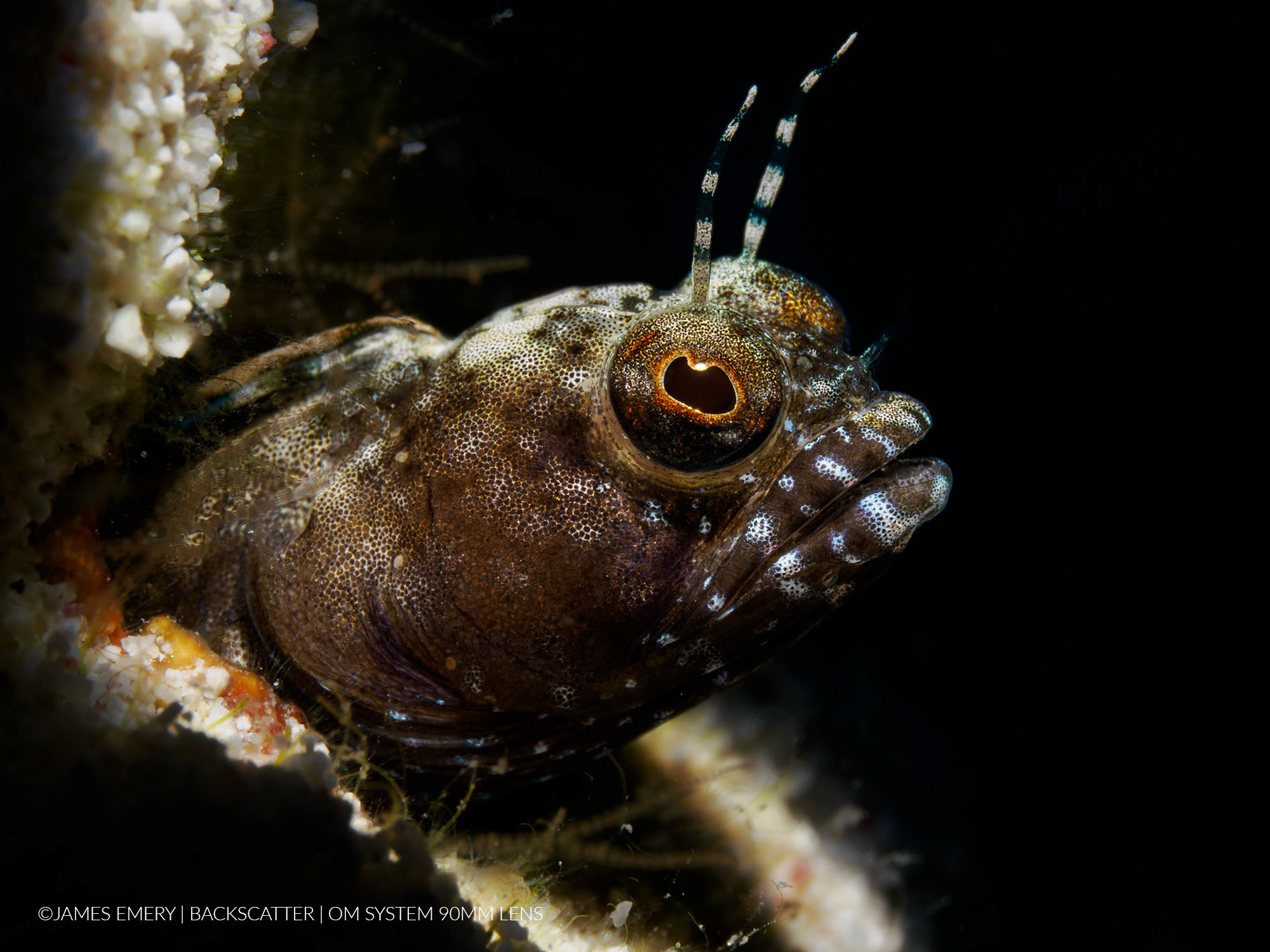 OM System 90mm Macro Lens Underwater Review - Underwater Photography ...