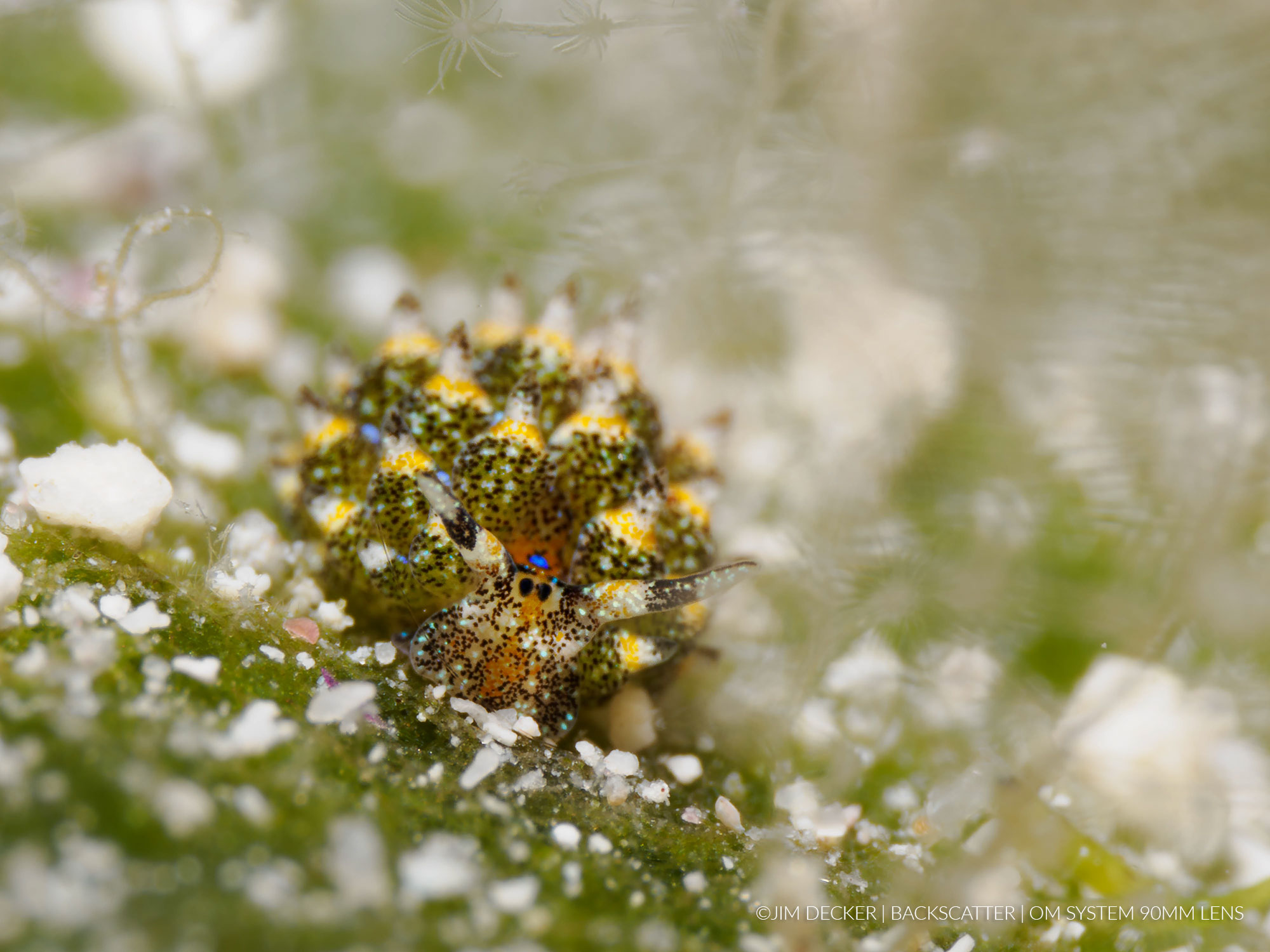 OM System 90mm Macro Lens Underwater Review - Underwater Photography ...