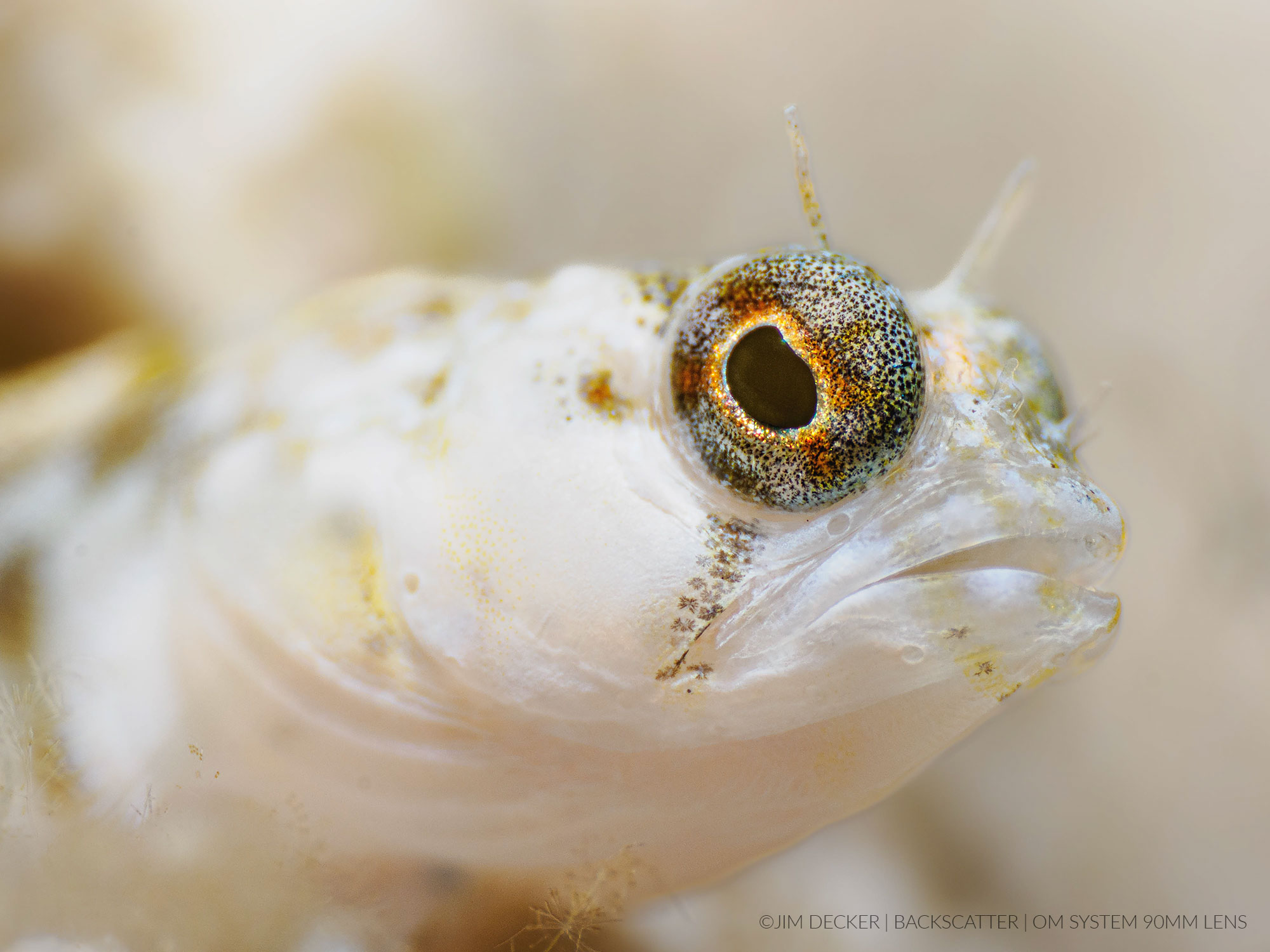 OM System 90mm Macro Lens Underwater Review - Underwater Photography ...