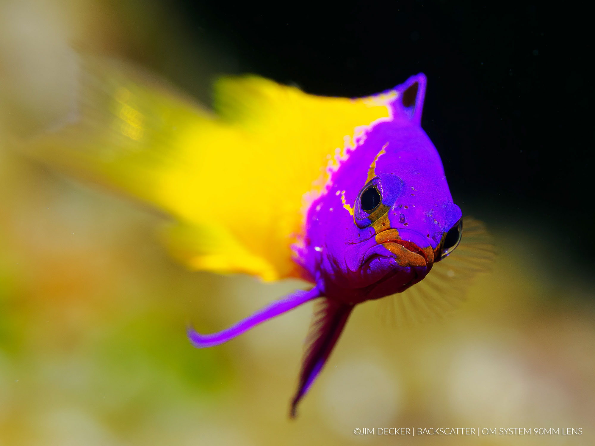 OM System 90mm Macro Lens Underwater Review - Underwater Photography ...